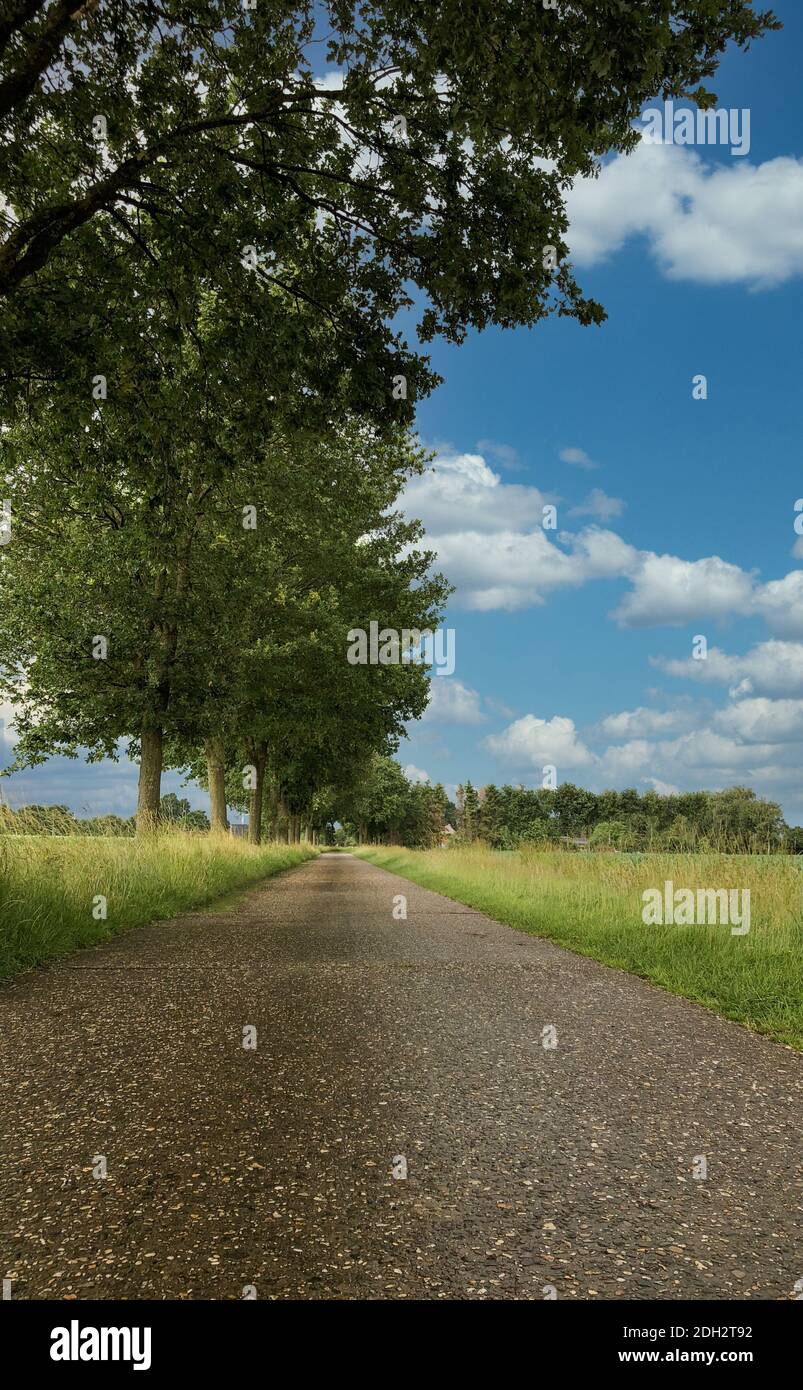 An empty road with grass and trees Stock Photo - Alamy