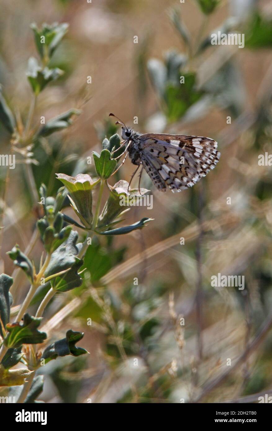 Yellow banded skipper hi-res stock photography and images - Alamy