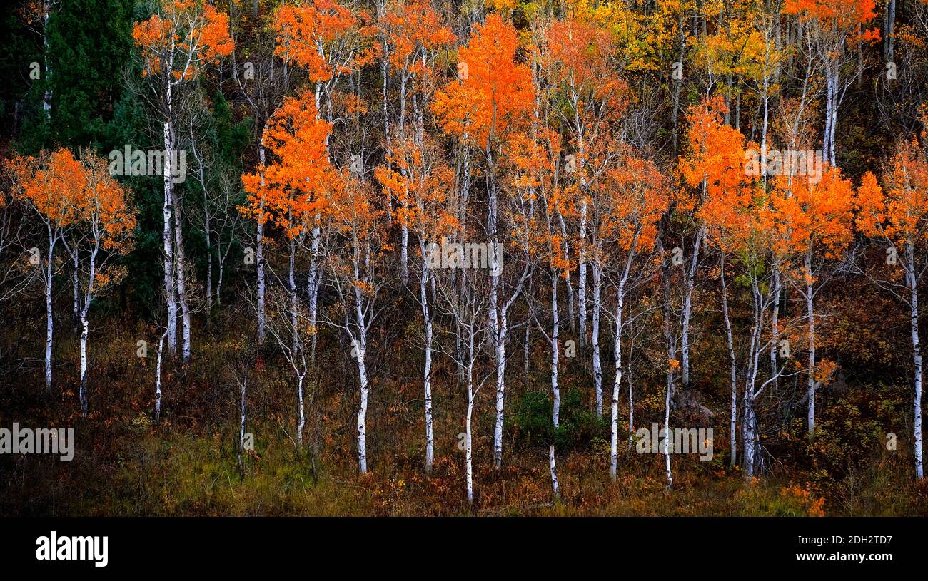 Autumn aspen trees fall colors golden leaves and white trunk bark maple ...