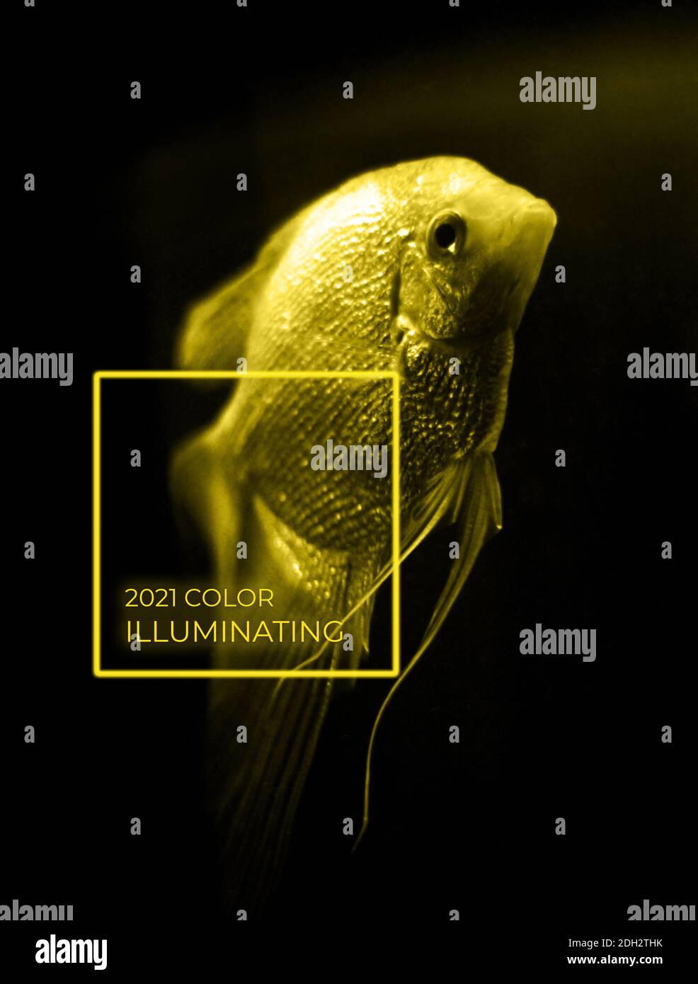 Golden illuminating fish on isolated black background. Goldfish to make ...