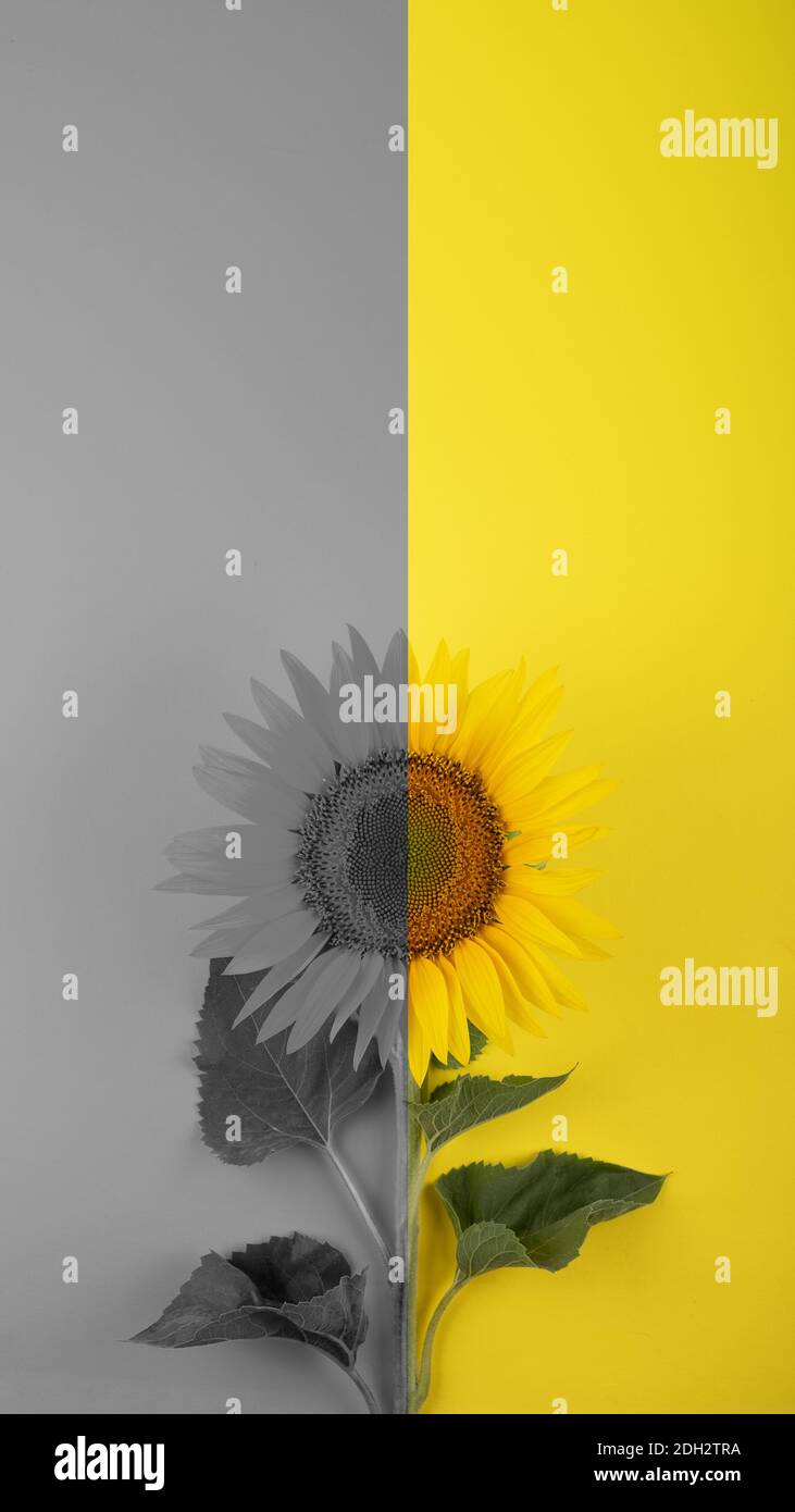 Color of the year 2021. Illuminating yellow and Ultimate Gray. Yellow ...