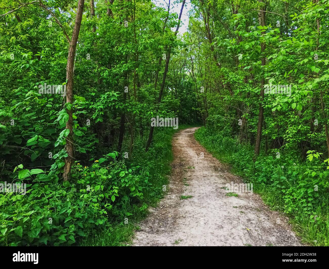 Countryside woods as rural landscape, amazing trees in green forest ...