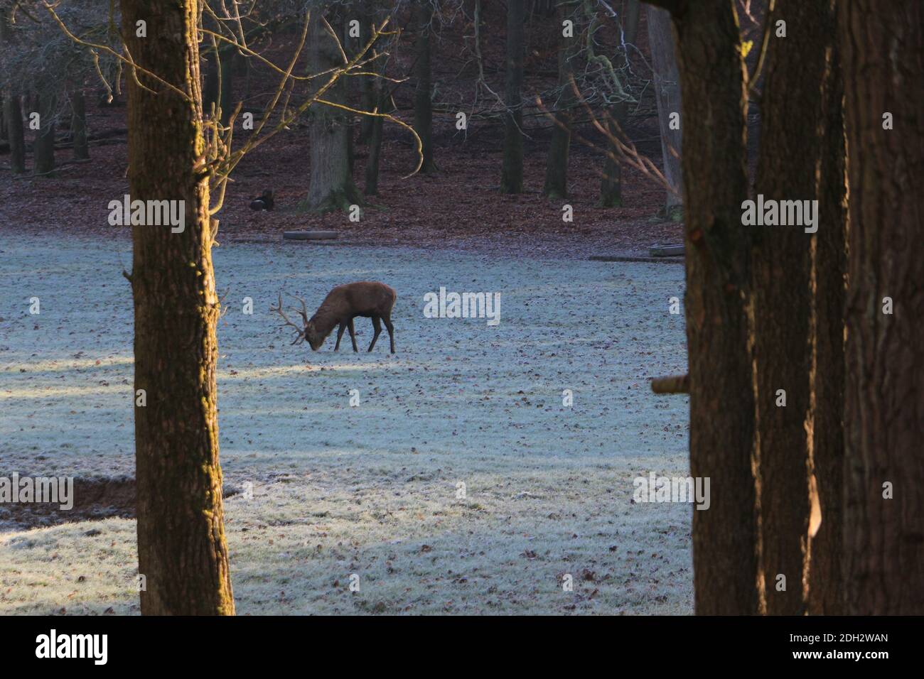 Hirsche auf lichtung hi-res stock photography and images - Alamy