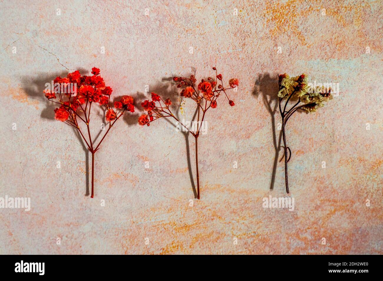 Triplets flower hi-res stock photography and images - Alamy