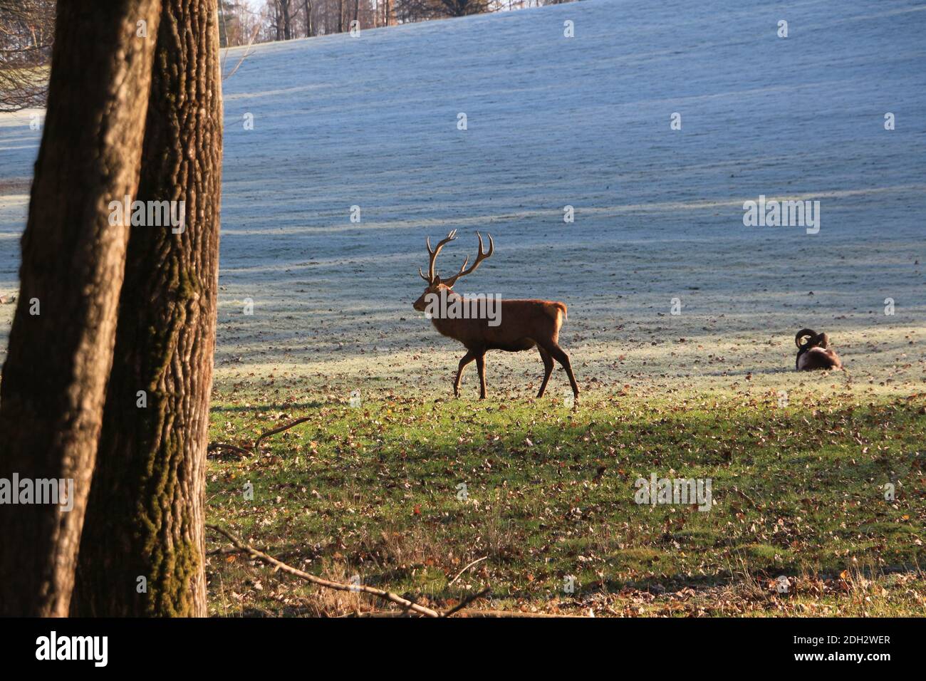 Hirsch rasen hi-res stock photography and images - Alamy