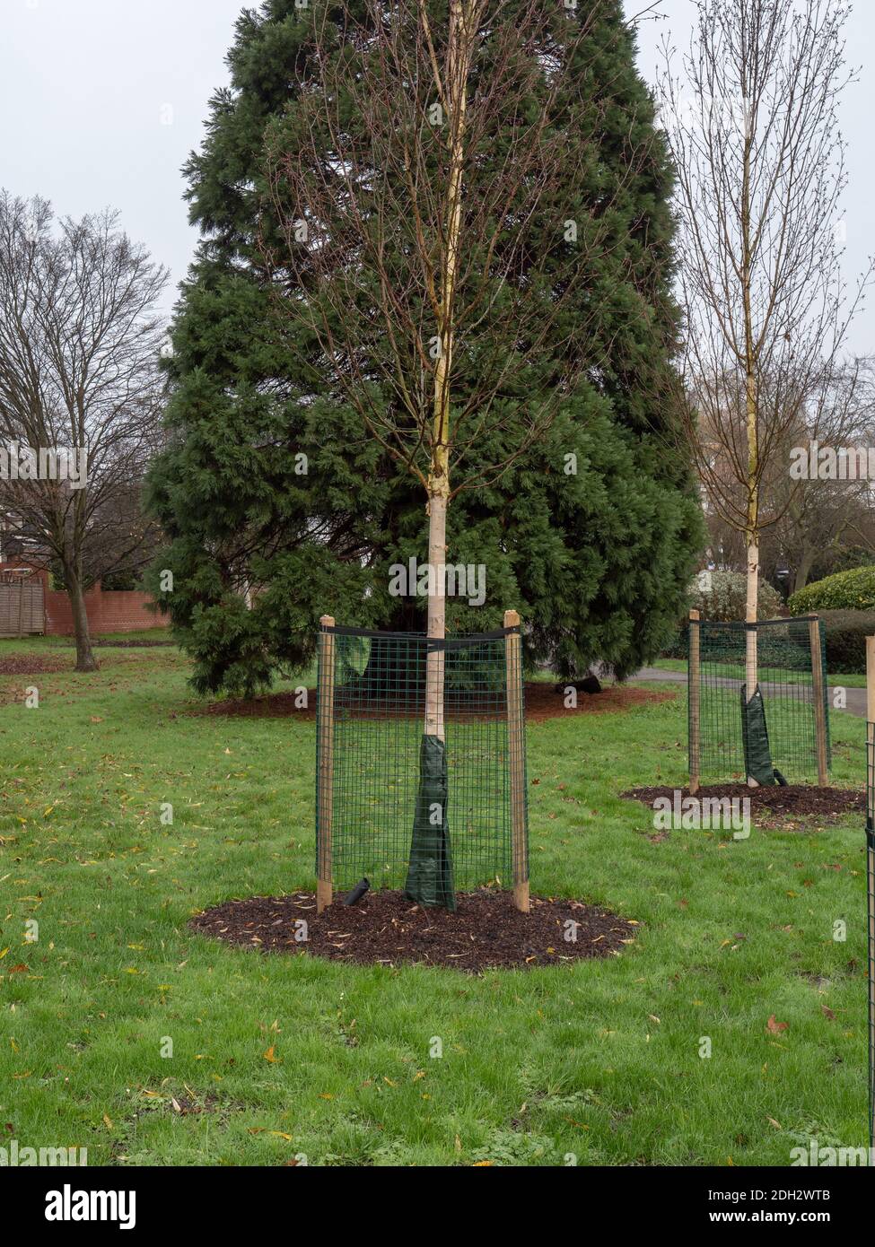 Trees recently planted Stock Photo - Alamy