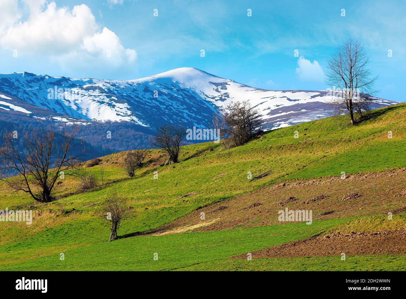 rural field on the hill in spring. snow capped mountain in the distance ...