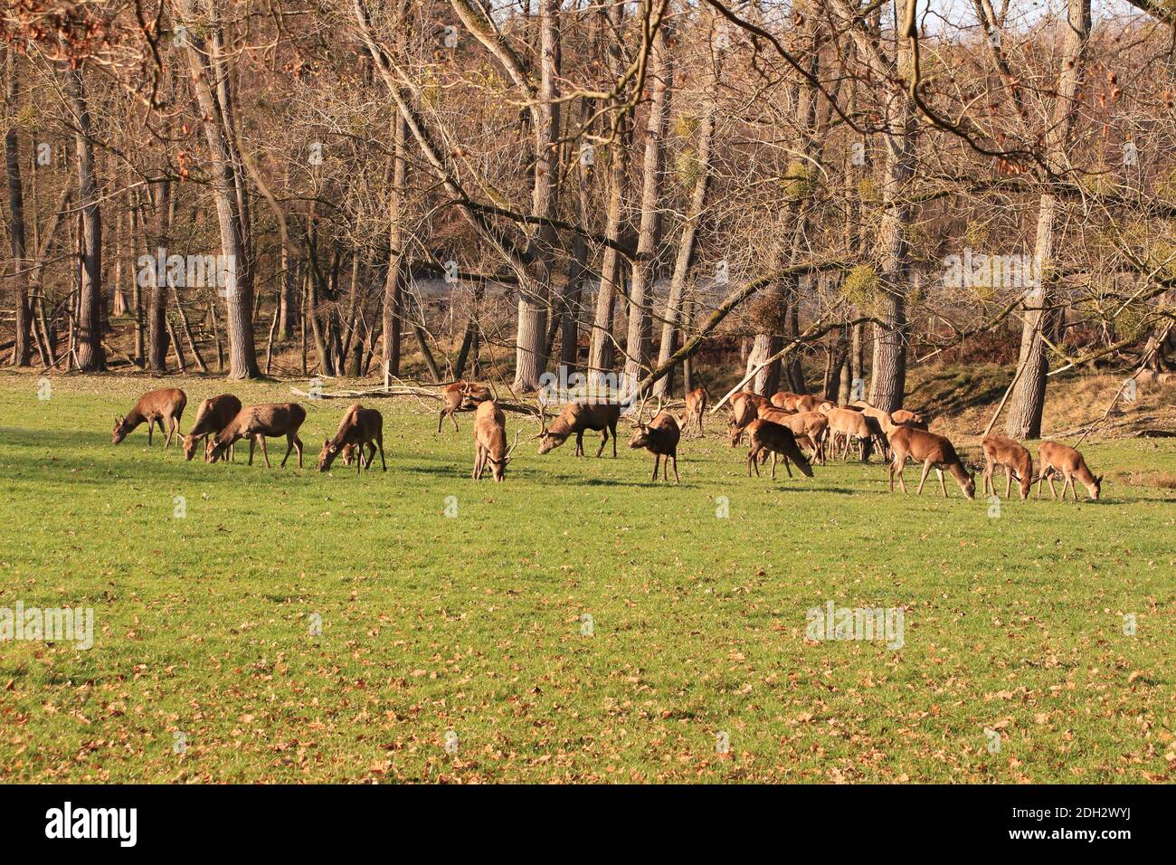 Rehe und Hirsche auf einer Lichtung in einem Wald bei Arnsberg im ...