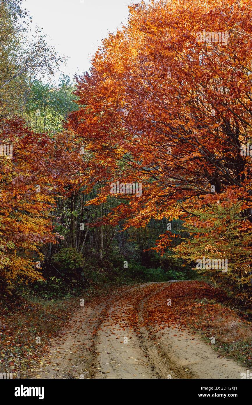 beautiful autumn landscapes in the Romanian mountains, Fantanele ...