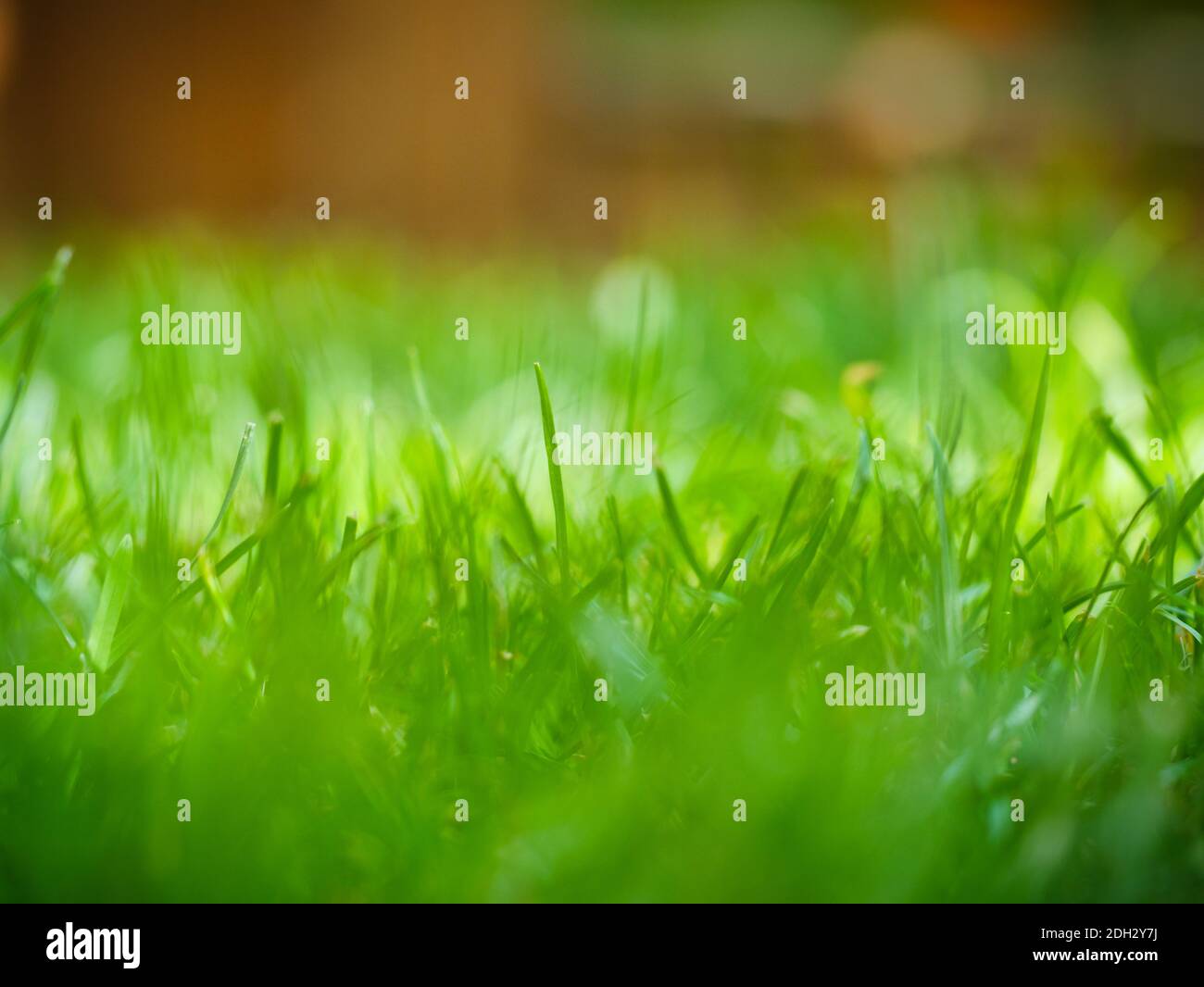 Meadow soft focus hi-res stock photography and images - Alamy