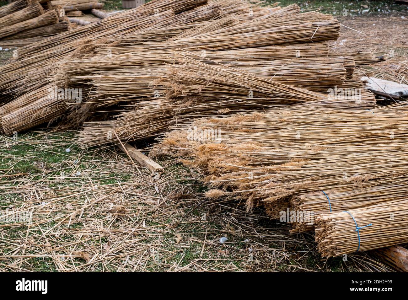pile of harvested and bound reed for traditional roofing Stock Photo ...