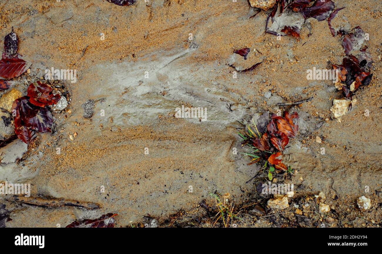 traces of cars in the mud Stock Photo - Alamy
