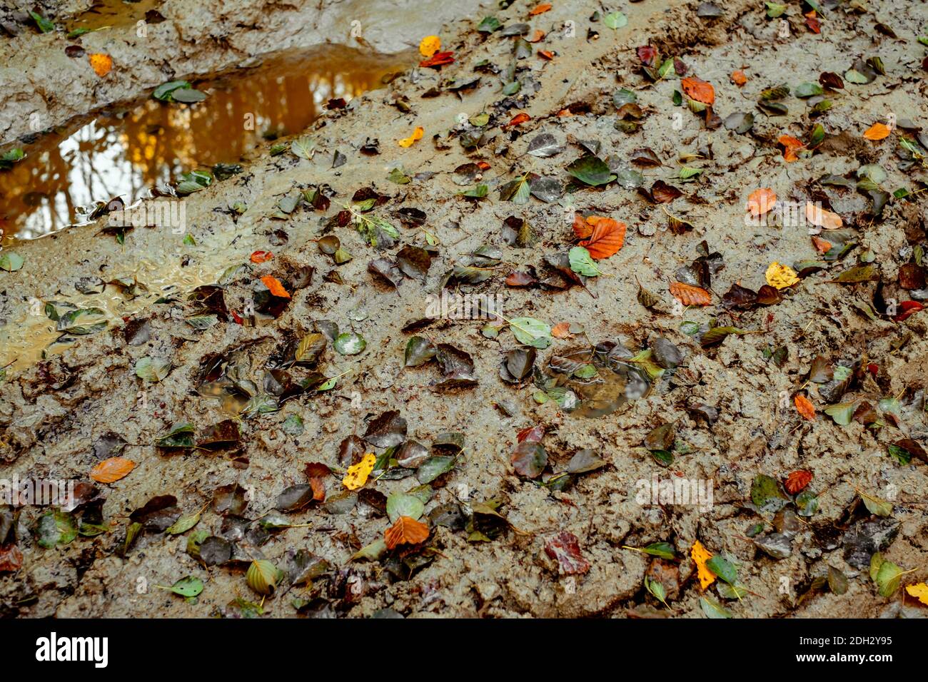 traces of cars in the mud Stock Photo - Alamy