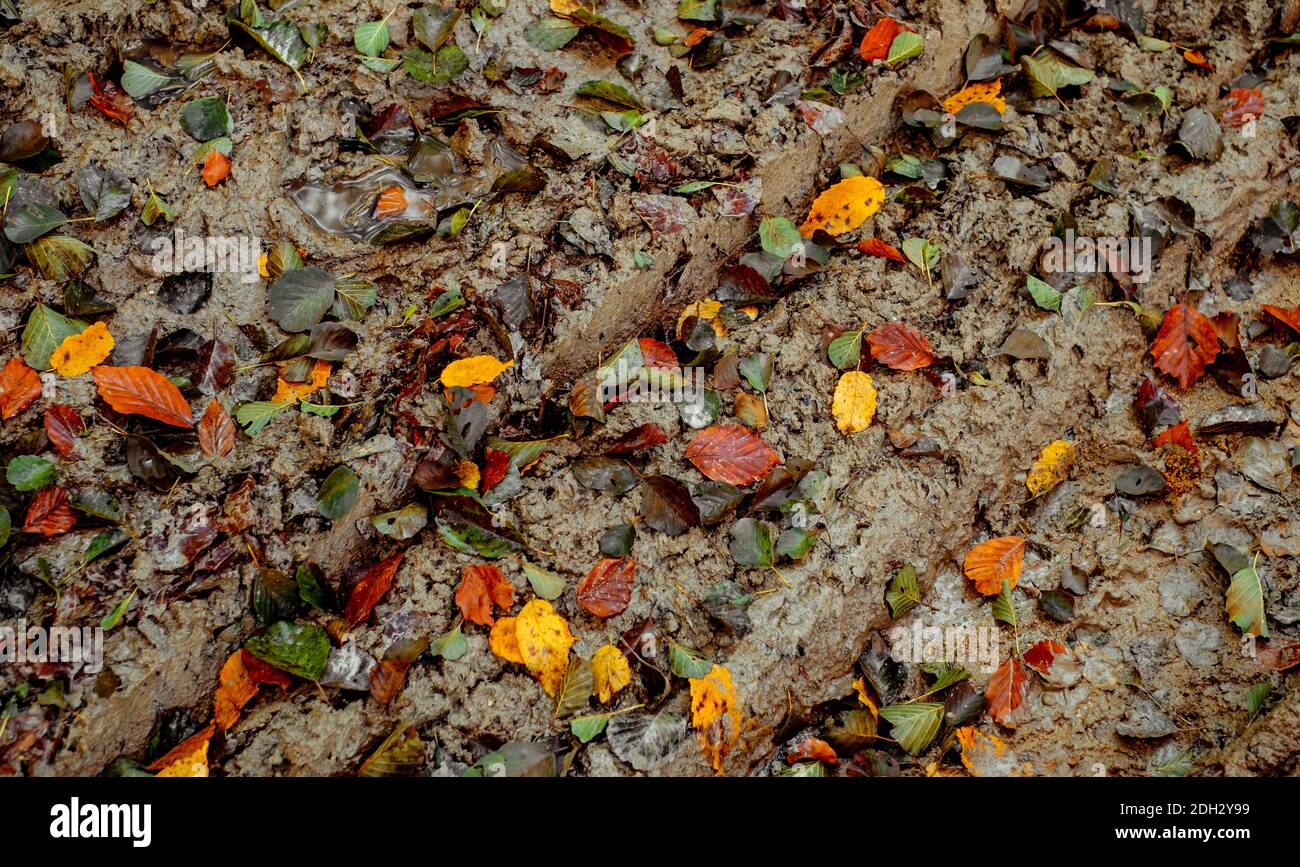 traces of cars in the mud Stock Photo - Alamy