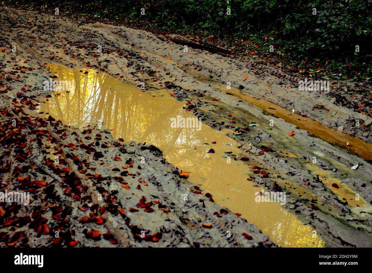 traces of cars in the mud Stock Photo - Alamy