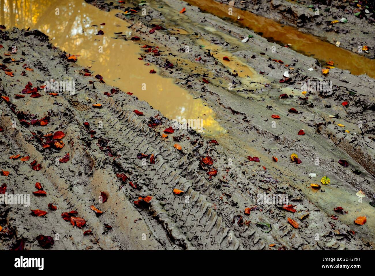 traces of cars in the mud Stock Photo - Alamy