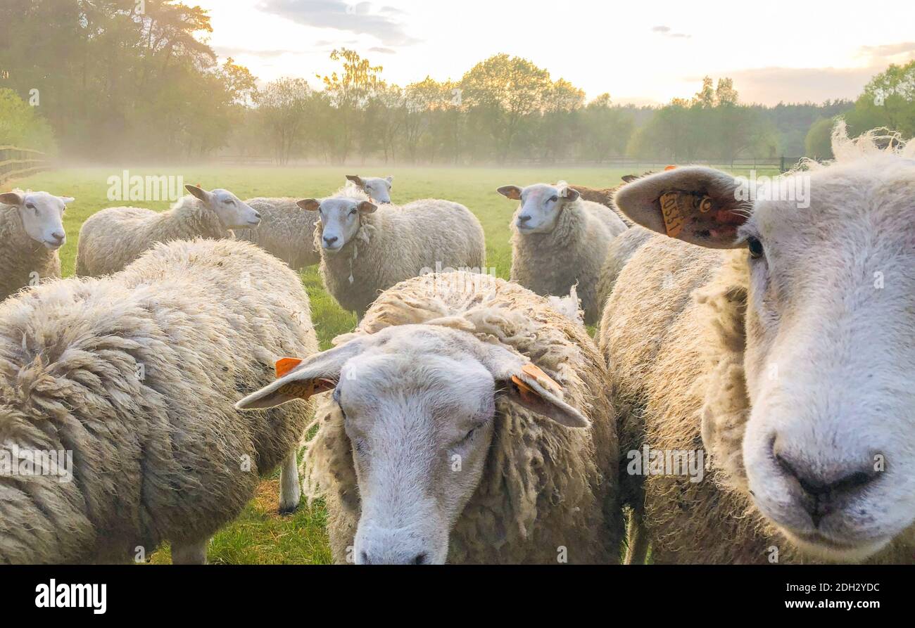 Flock of staring sheep Stock Photo - Alamy