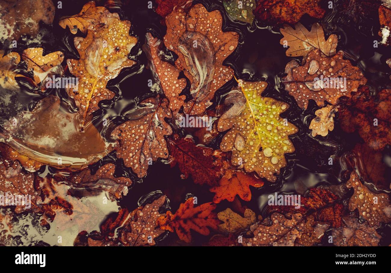 Water drops on autumn leaves floating on the water with melted snow ...