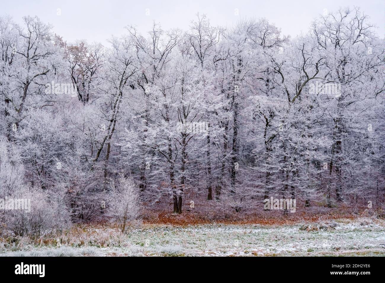 view of the frozen forest Stock Photo - Alamy