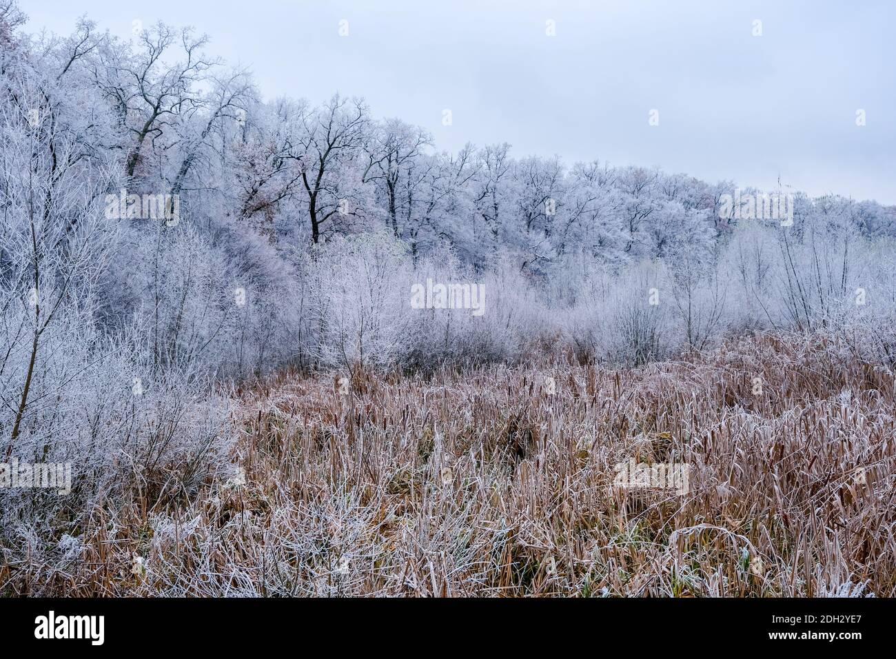 view of the frozen forest Stock Photo - Alamy