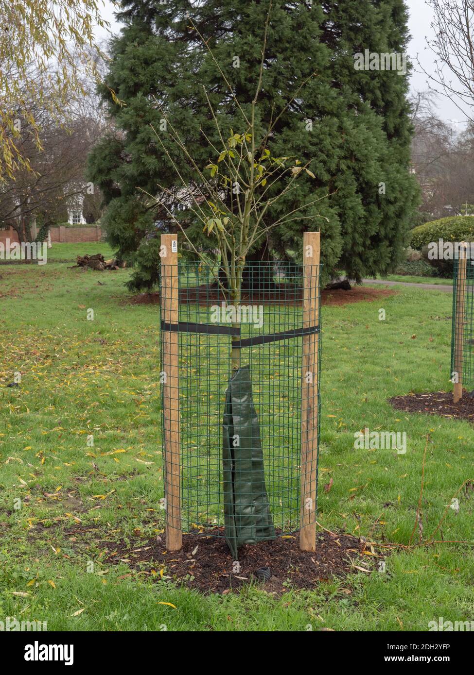 Trees recently planted Stock Photo - Alamy
