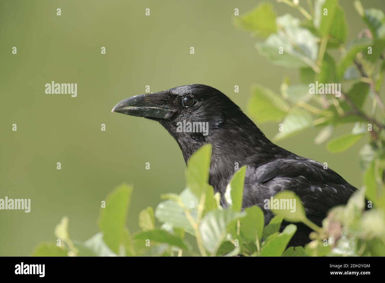 Subspecies of the carrion crow hi-res stock photography and images - Alamy