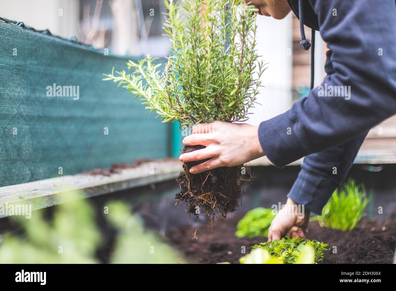 Urban gardening: Woman is planting fresh vegetables and herbs on ...
