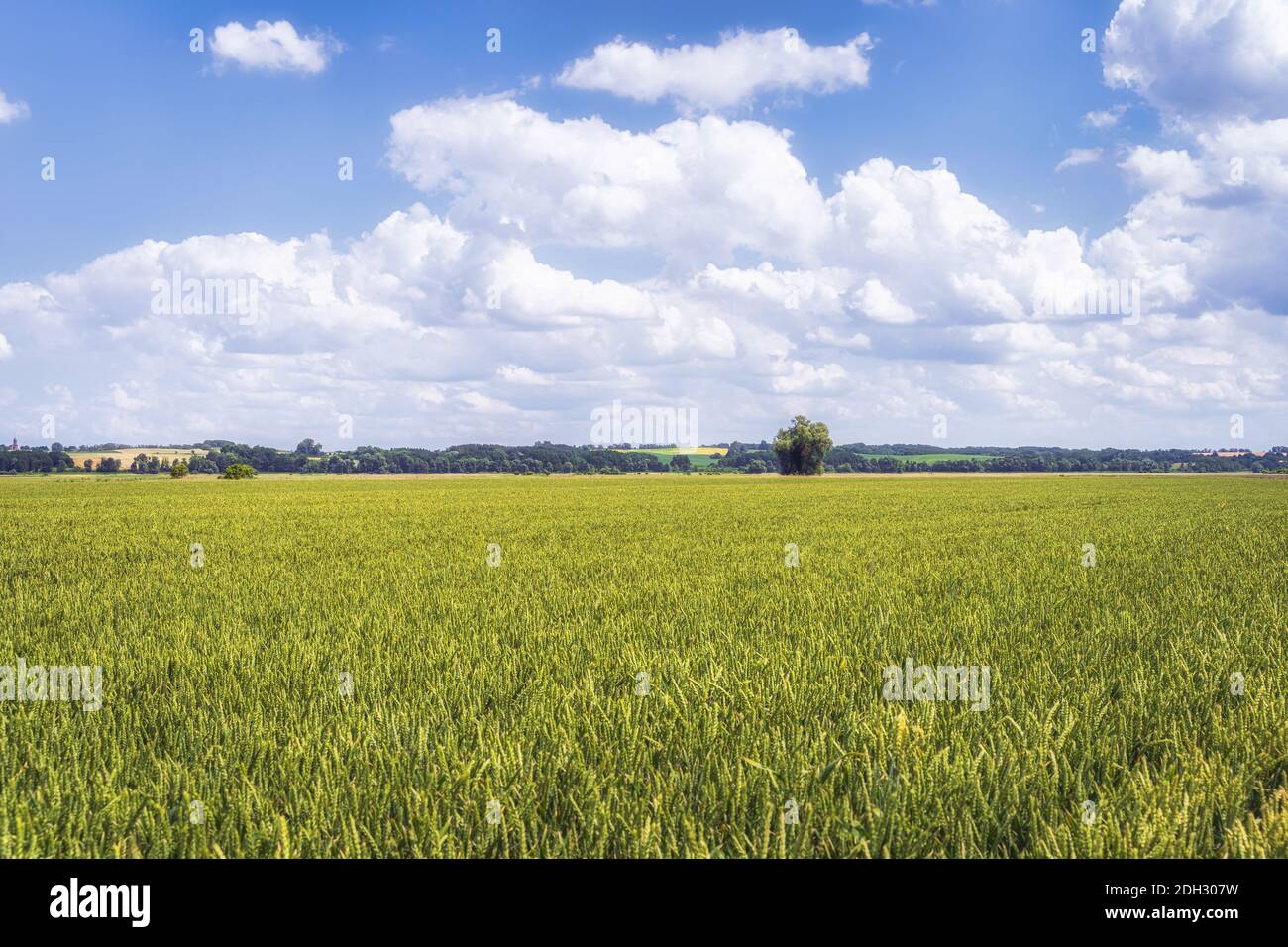 Vast agriculture field with green crops and grains with single large ...