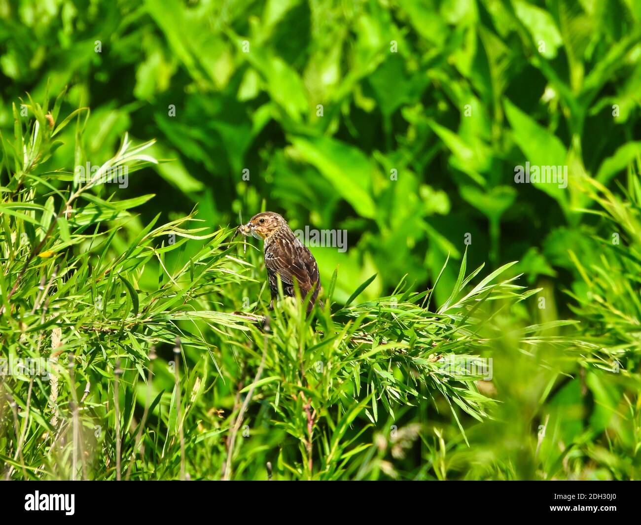 Insect eating bird hi-res stock photography and images - Alamy