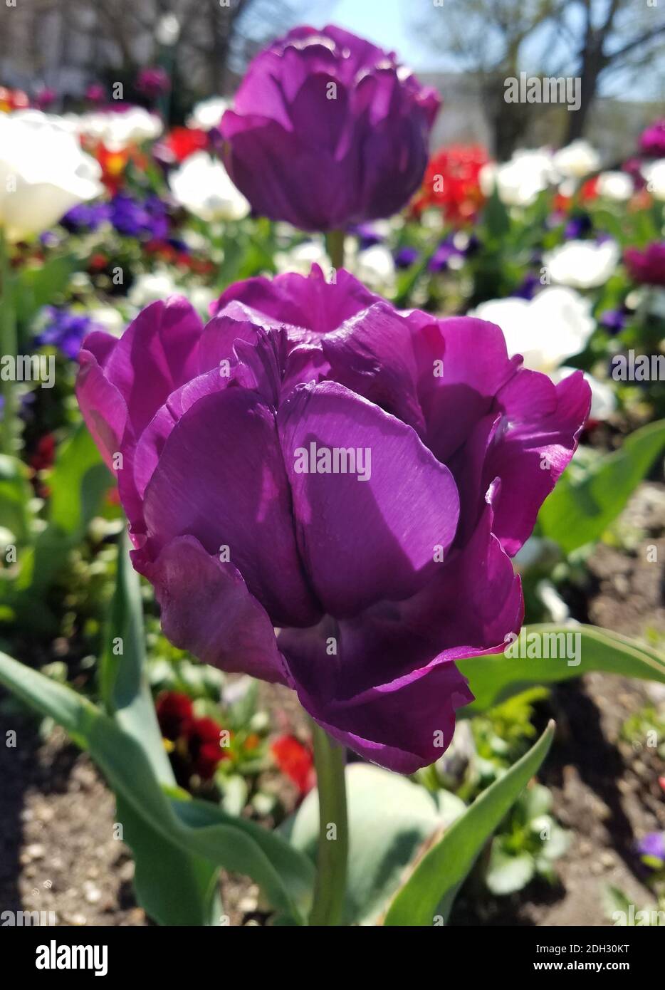 Indigo plantation hi-res stock photography and images - Alamy