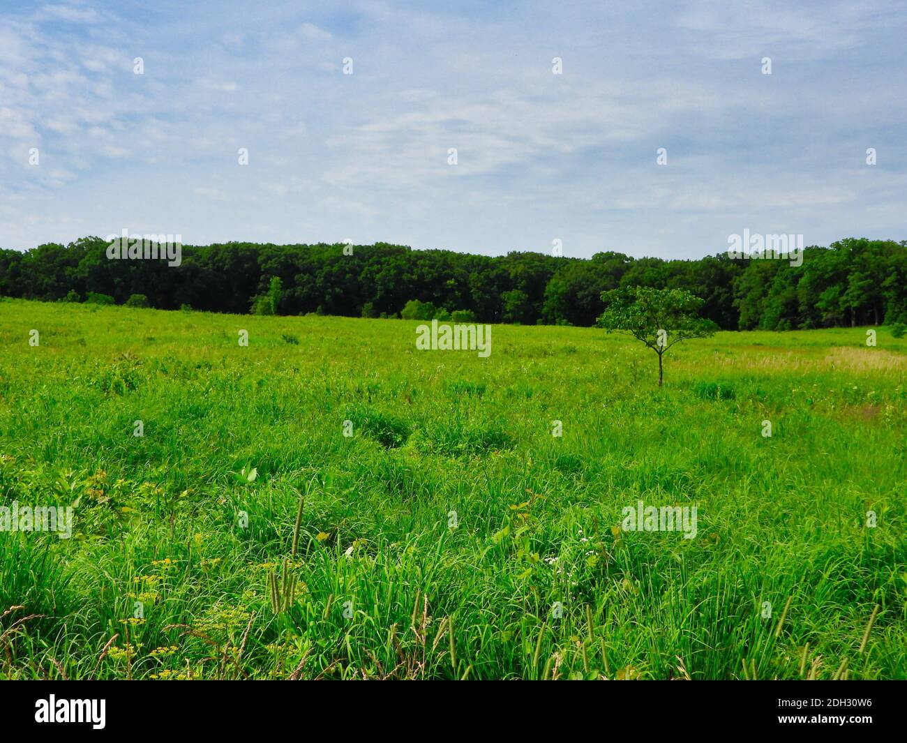 Green field and blue sky: Vibrant green prairie meadow field with a ...