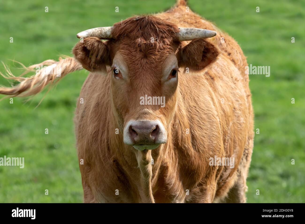 A cow on Texel Stock Photo - Alamy