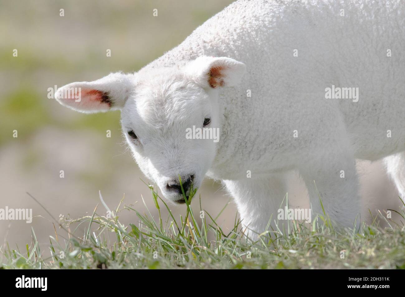 Blue texel sheep hi-res stock photography and images - Alamy