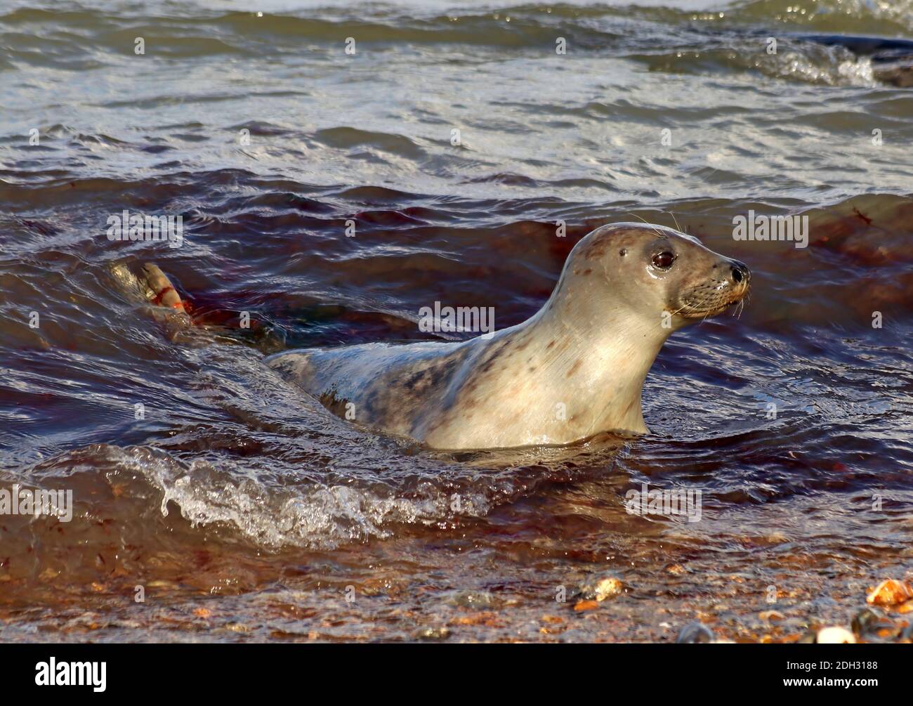 Common seal teeth hi-res stock photography and images - Alamy