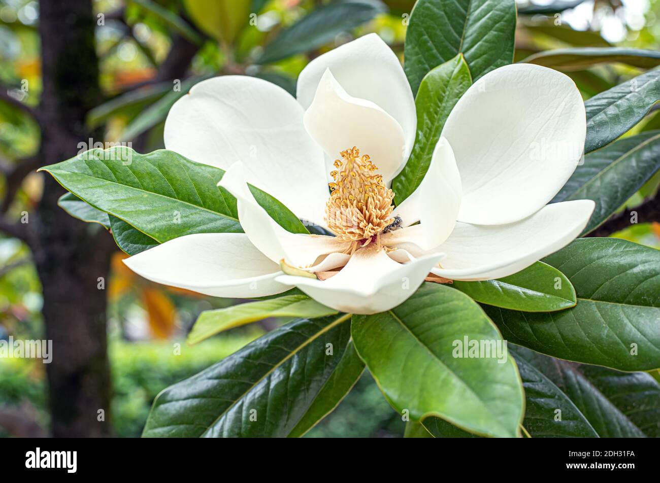 Michelia compressa hi-res stock photography and images - Alamy