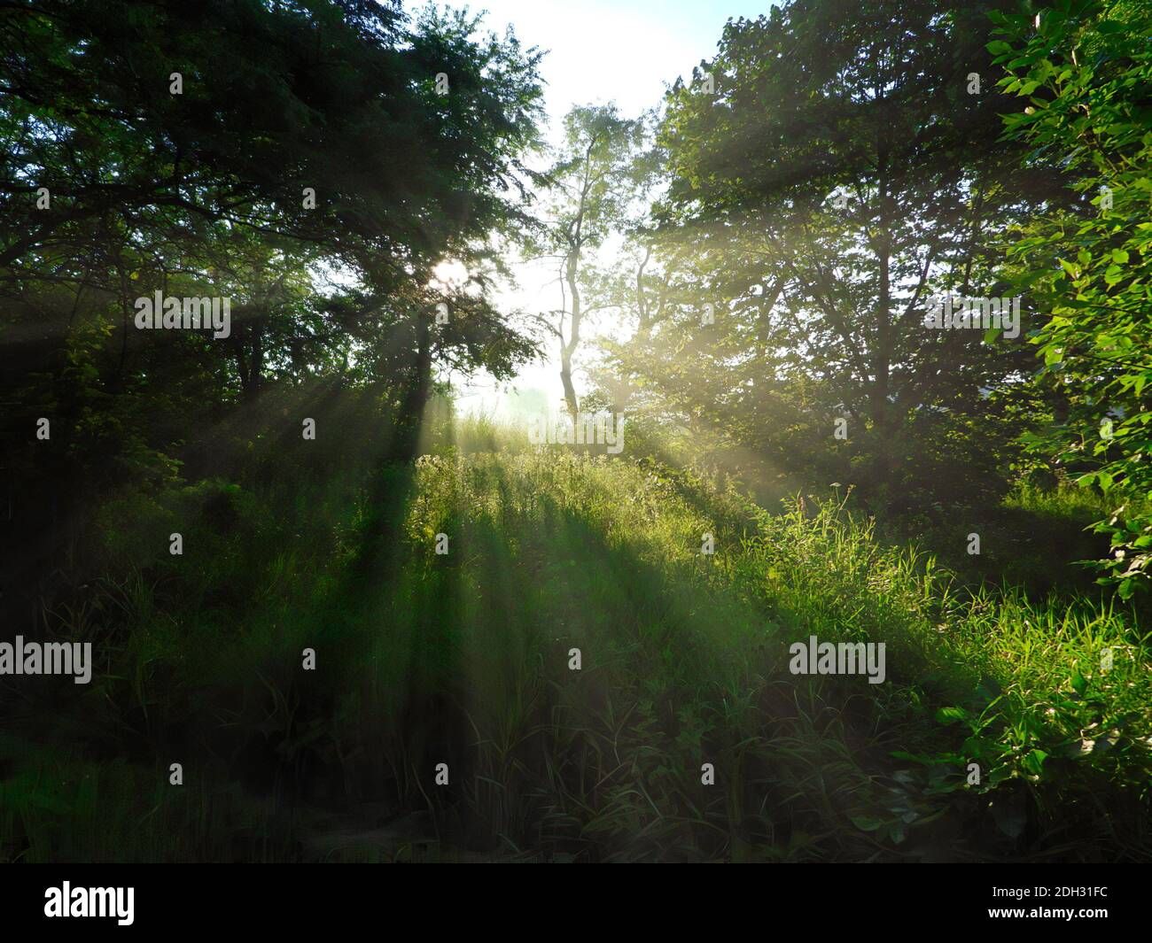 Sunrise in the Forest with Sun Shining Through the Trees into Clearing ...