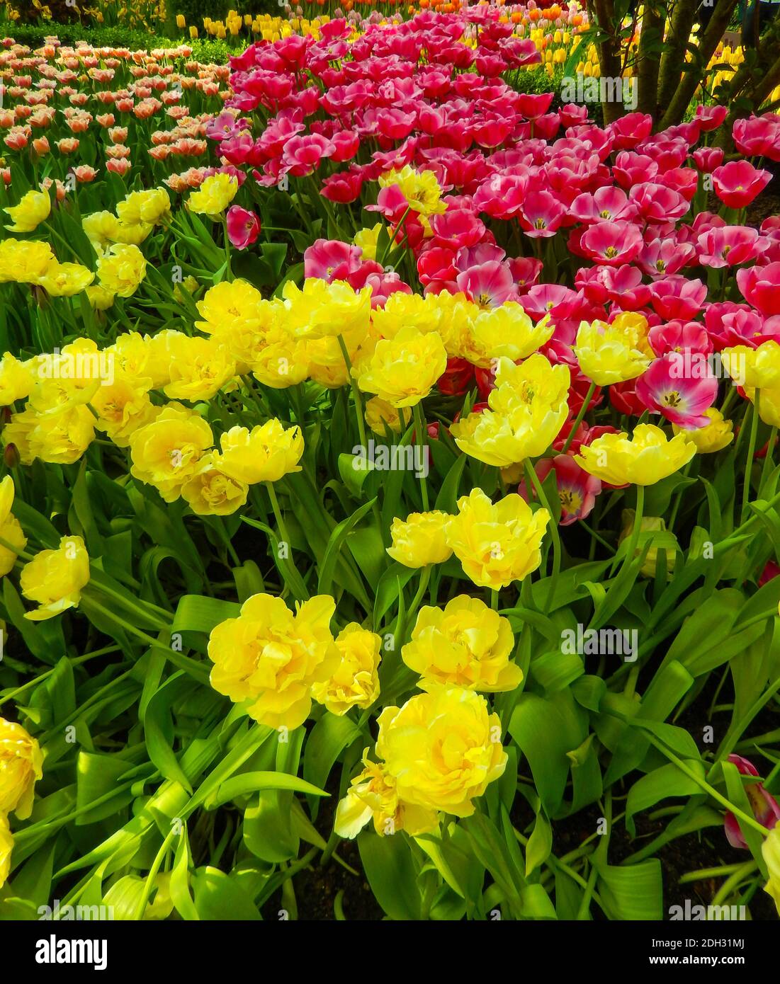 Close-up on a flowerbed of mixed color tulips for floral spring-time ...
