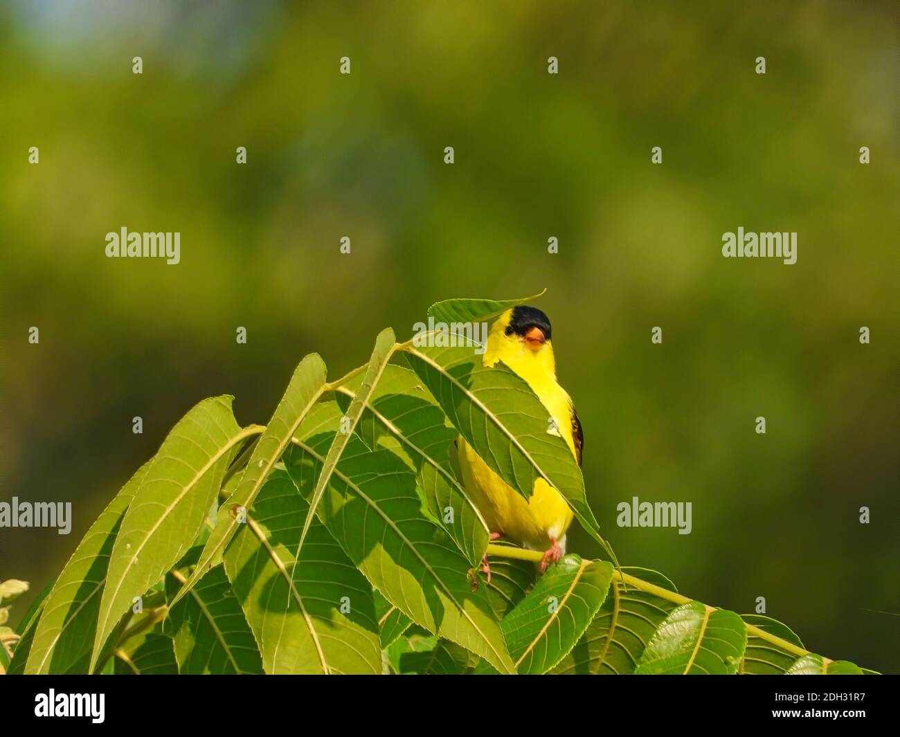 Wilderness tree hi-res stock photography and images - Alamy