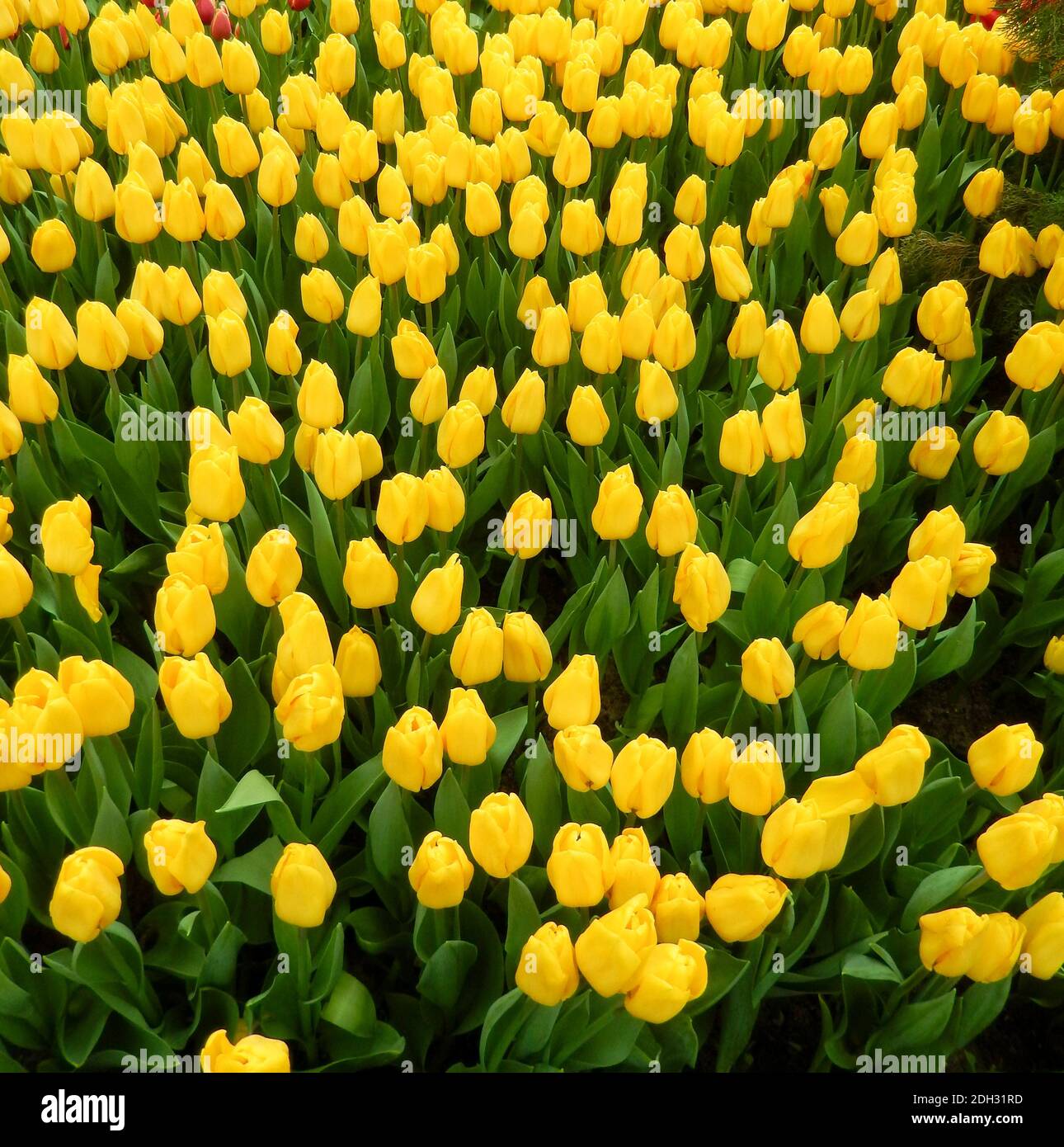 Floral spring-time landscape with a flowerbed of yellow tulips Stock ...