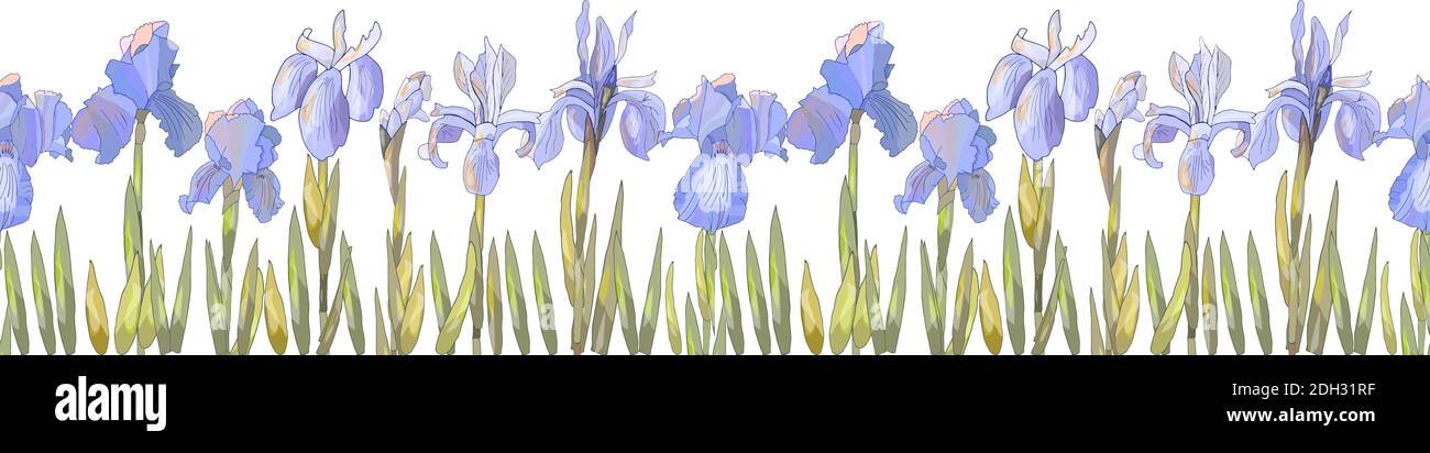 Romantic seamless border with irises. Vector hand drawn illustration ...