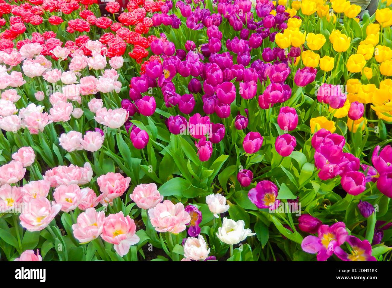 Flowerbed of mixed color tulips for floral spring-time landscapes Stock ...