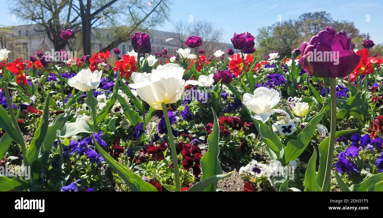 Close-up on a flowerbed of mixed color tulips for floral spring-time ...