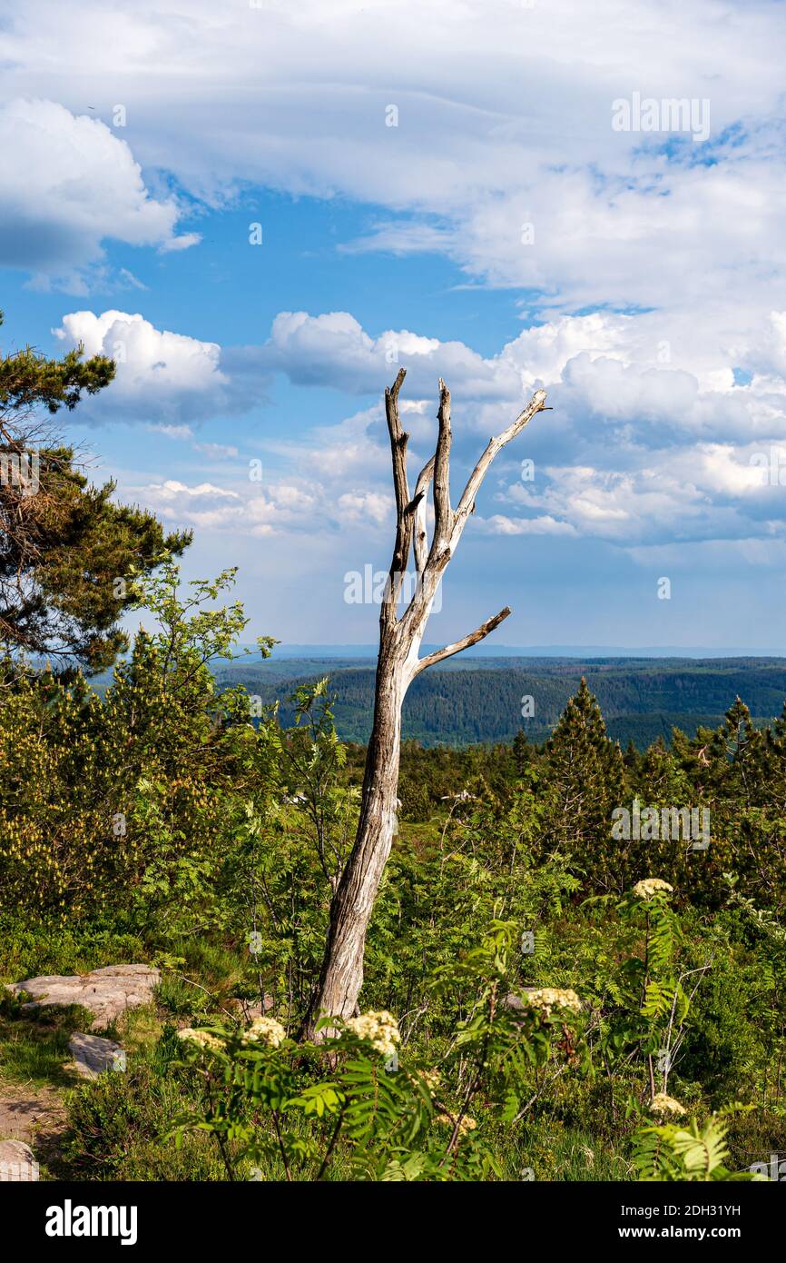 German black forest in spring hi-res stock photography and images - Alamy