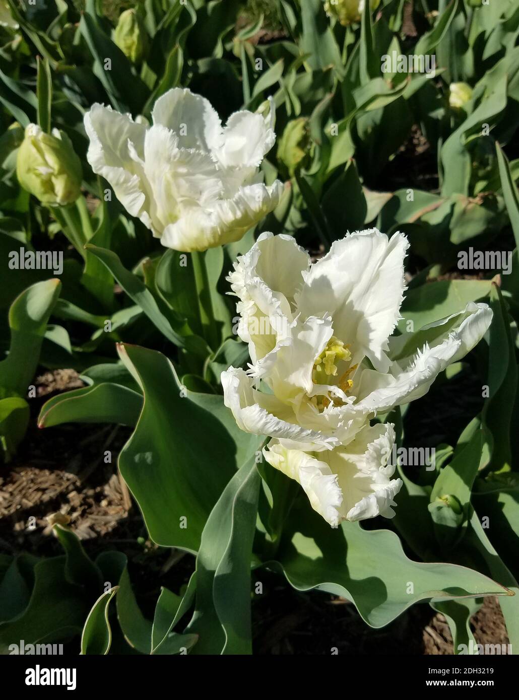 Close-up on white tulips for springtime backgrounds Stock Photo - Alamy