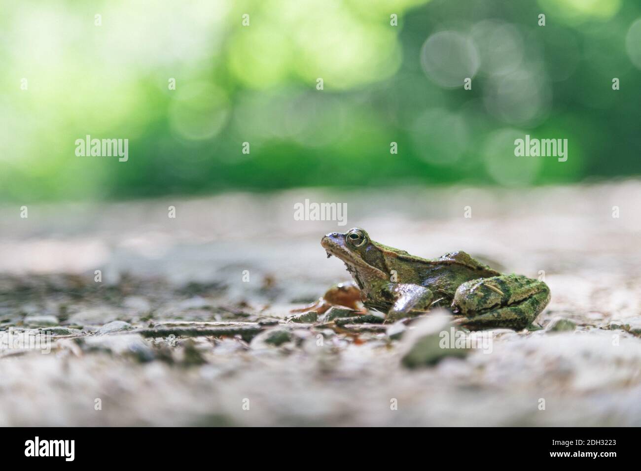 Frog text space concept. Storytelling, legend and saga Stock Photo - Alamy