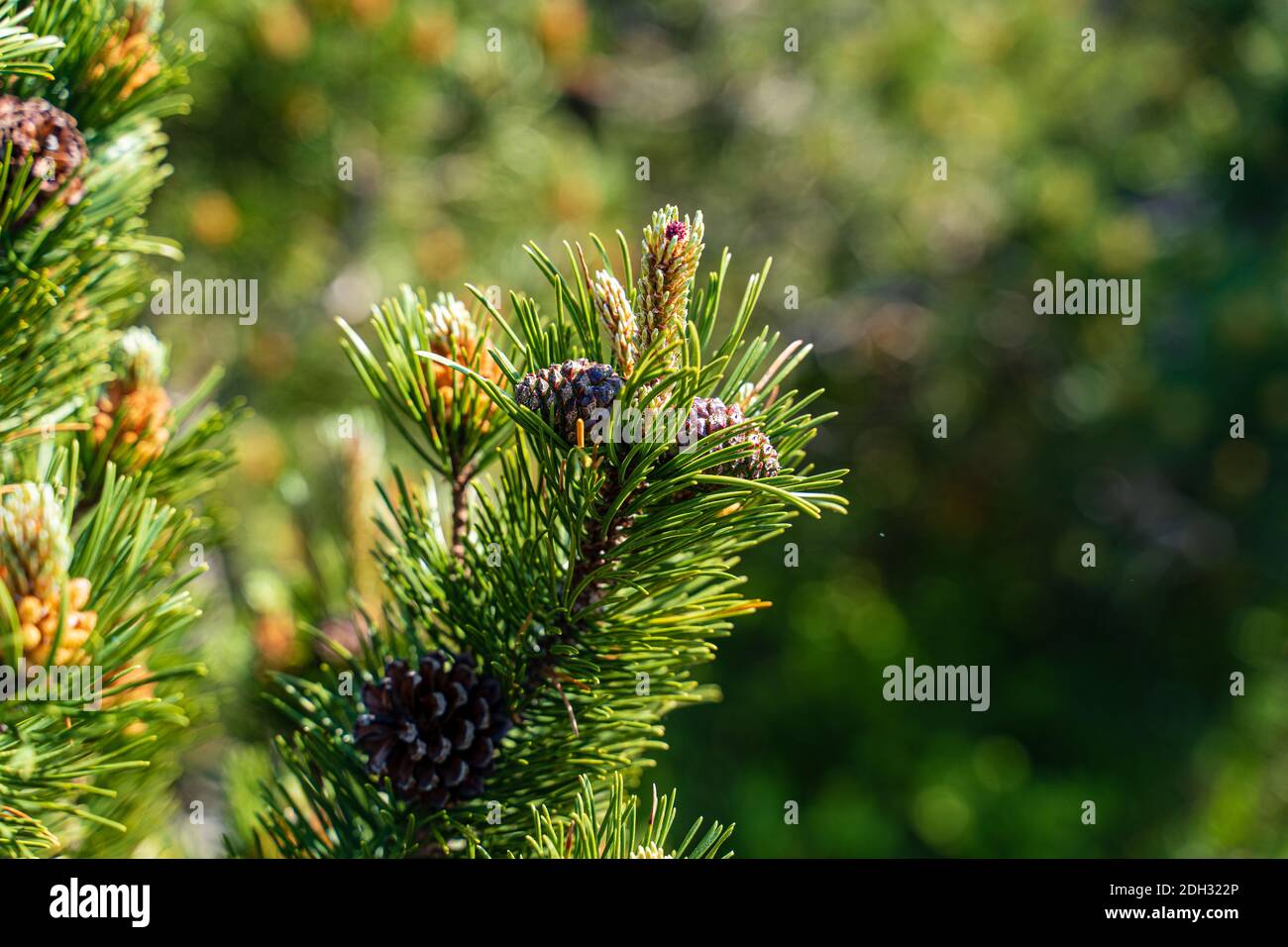 A closeup shot of pine trees in Black Forest, Germany Stock Photo - Alamy