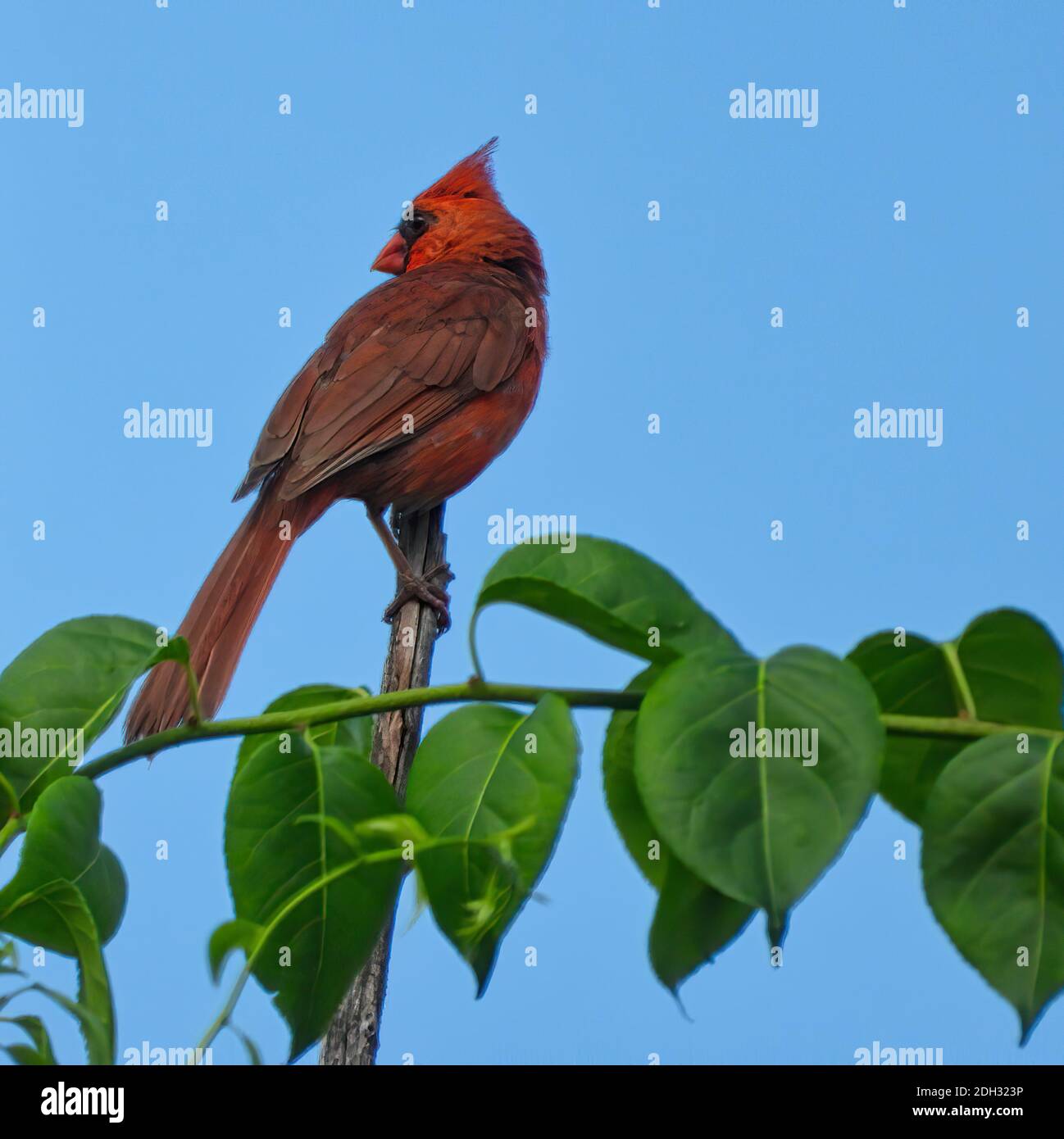 Male Red Northern Cardinal Perched on Tree Stem Looking Behind Him with ...
