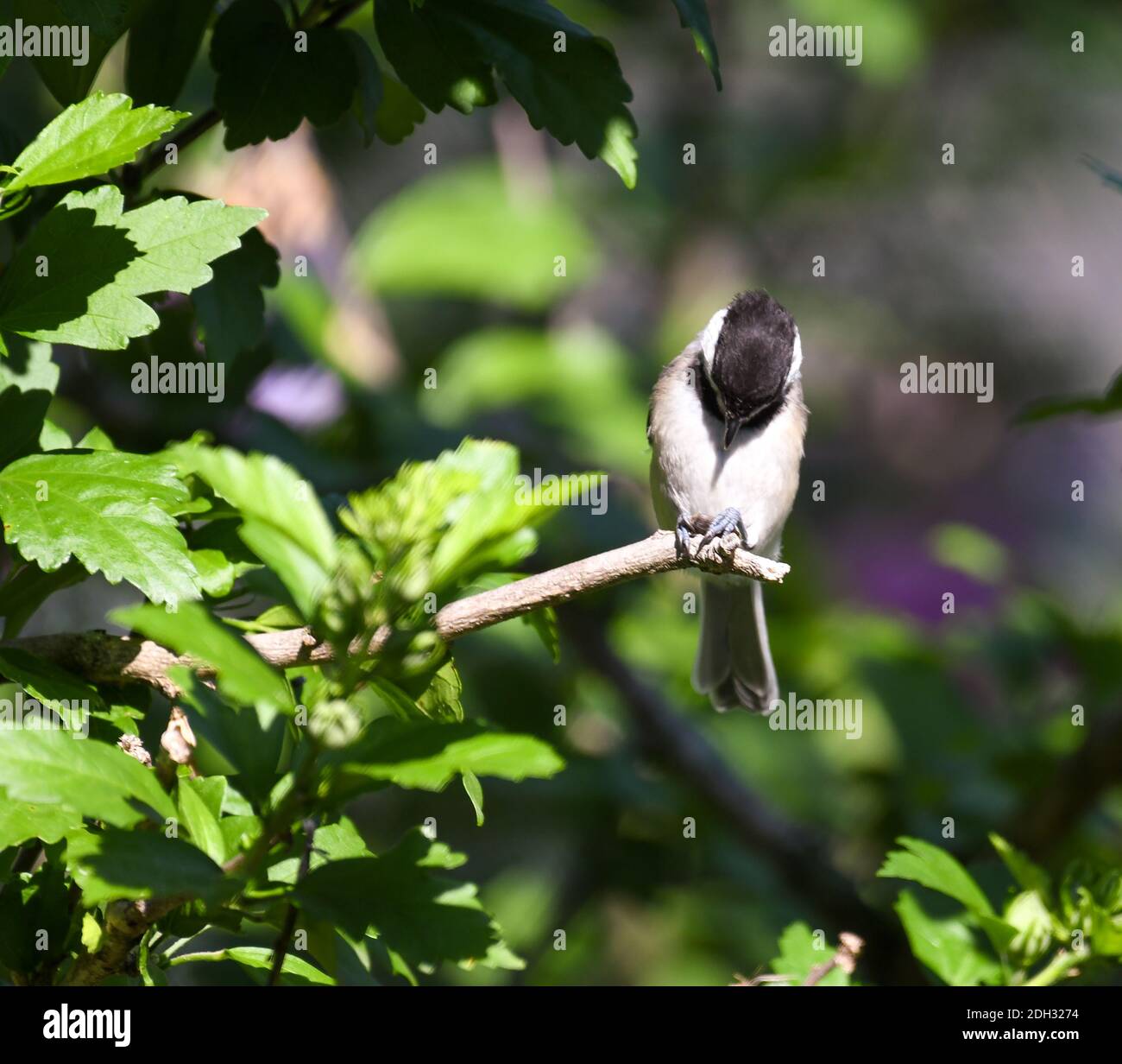 Seed to tree hi-res stock photography and images - Alamy