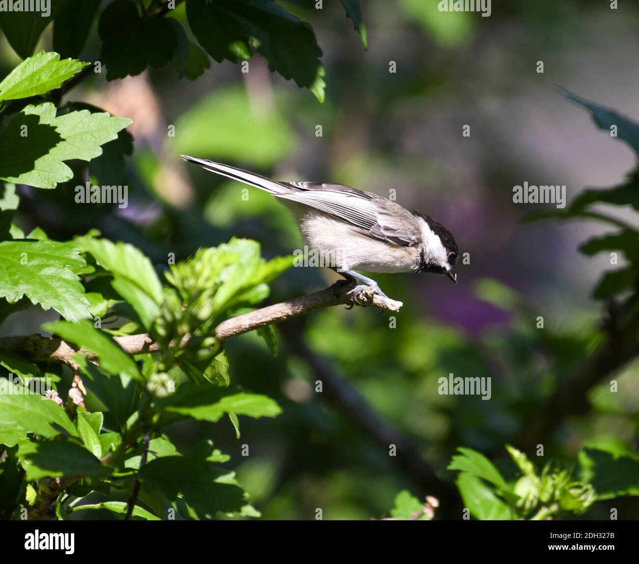 Sharon small hi-res stock photography and images - Alamy