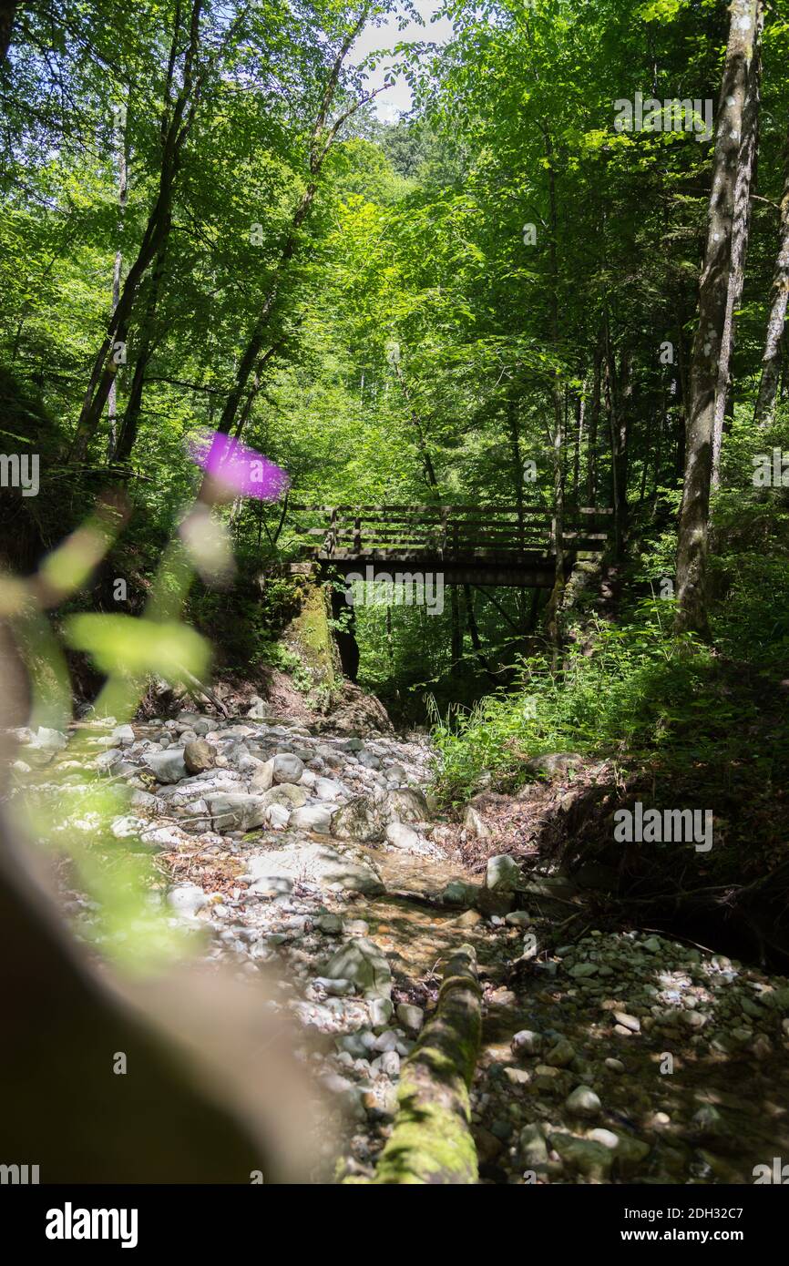 Forest and river landscape in Austria. Idyllic small river in the ...